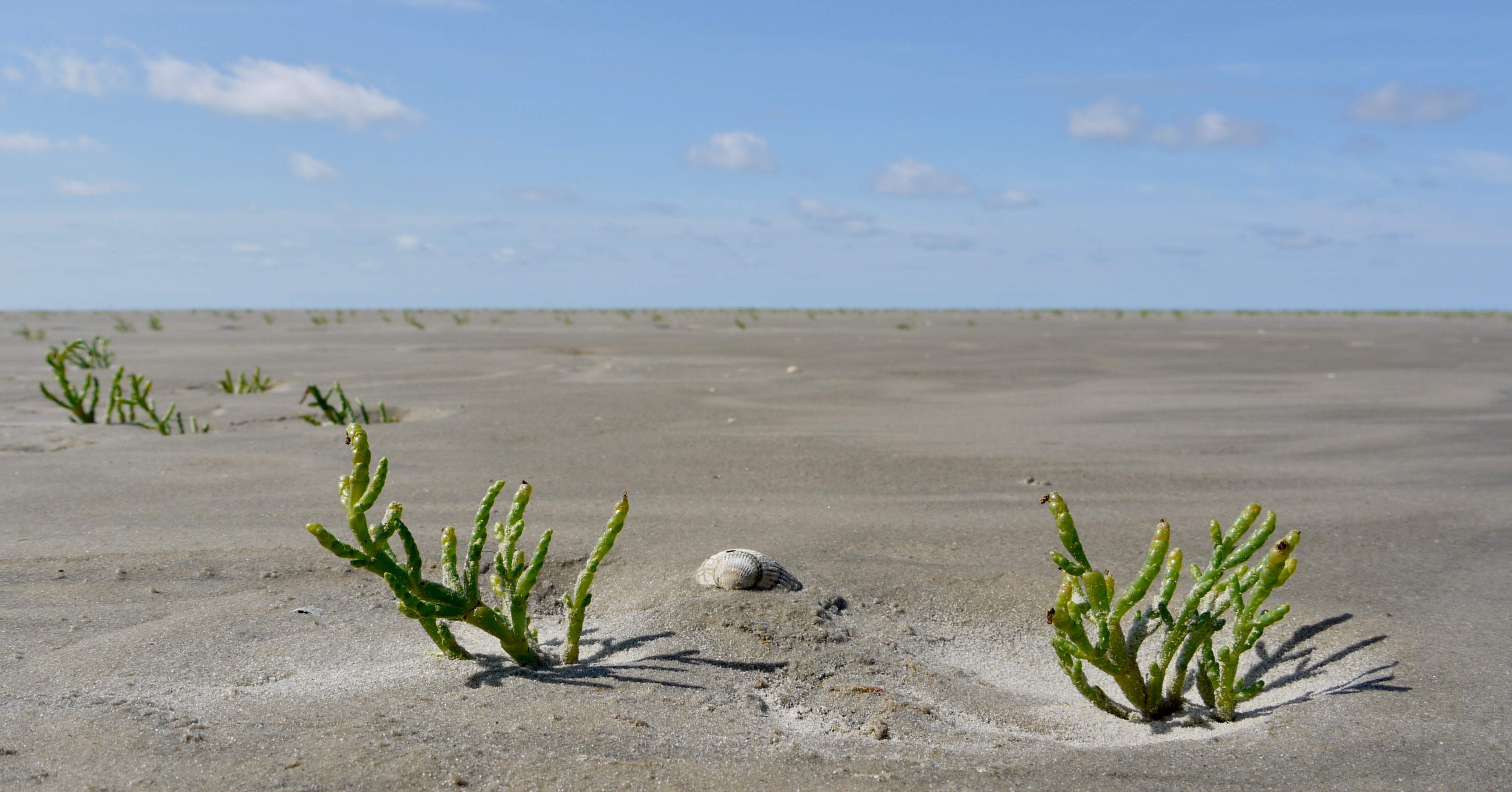 Wattenmeer-Programm des WWF