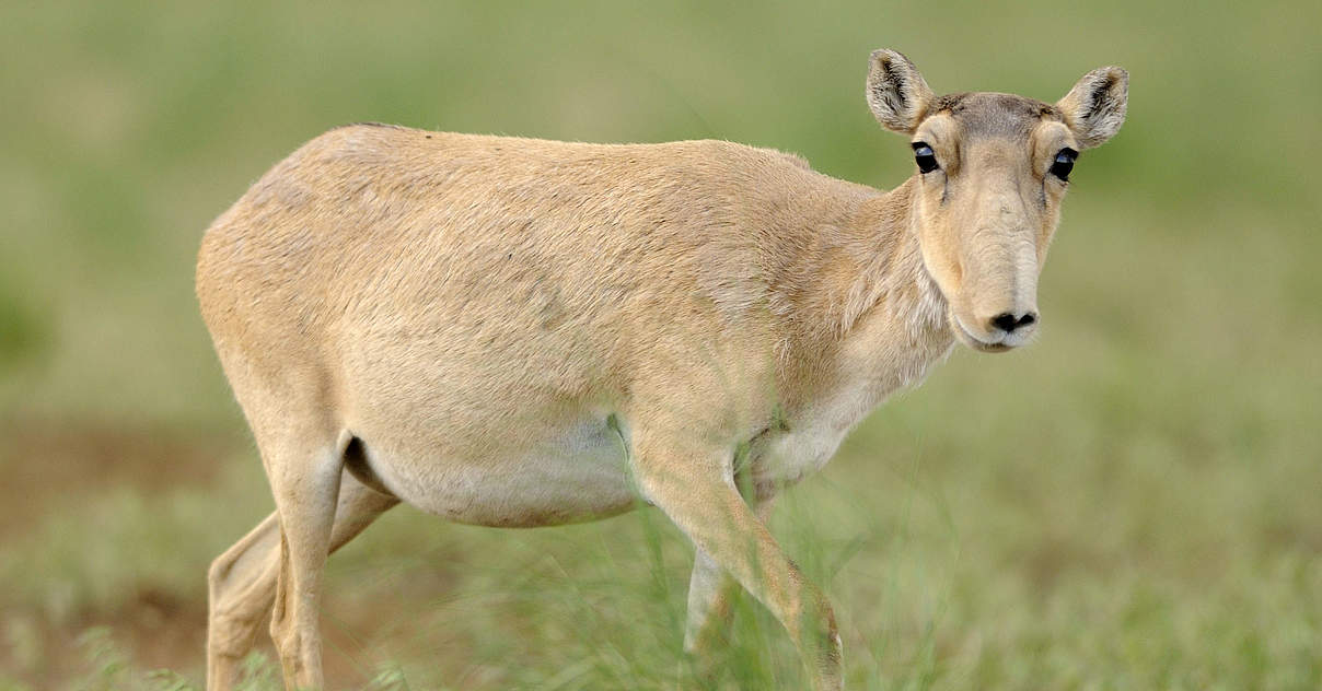 Saiga-Antilopen im WWF-Artenlexikon: Zahlen & Fakten | WWF