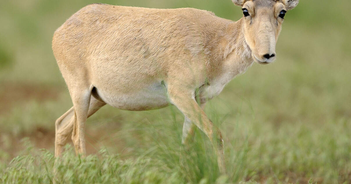 Gute Neuigkeiten von den Saigas