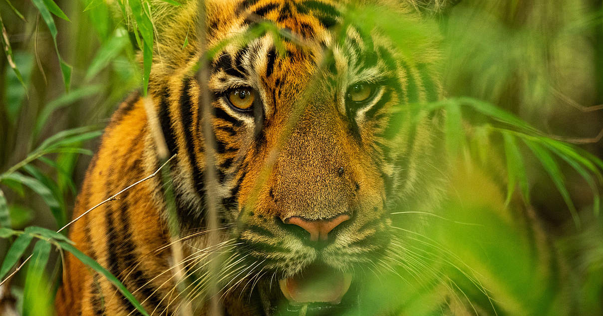 Hungrig, heimatlos und angebliches Heilmittel: Was Tige | WWF