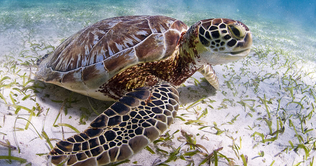 Die Rote Liste bedrohter Tier- und Pflanzenarten