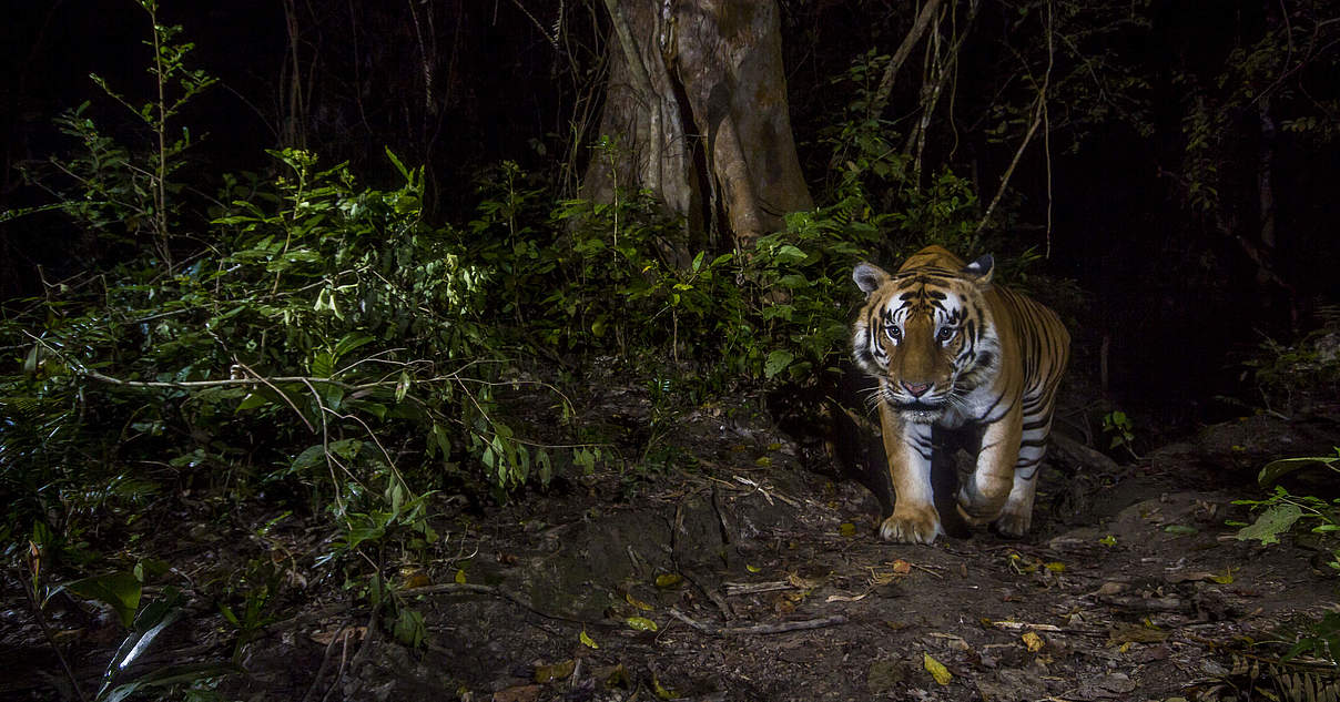 Terai Arc: Grenzenloser Naturschutz | WWF