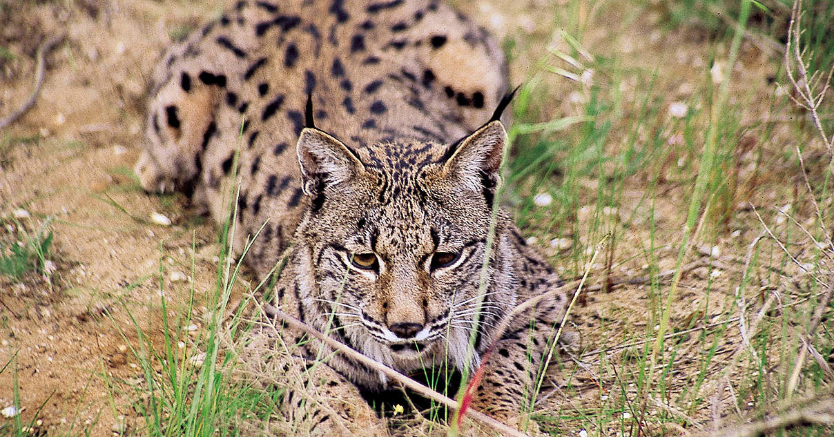 Iberische Luchse im WWF-Artenlexikon: Zahlen & Fakten | WWF