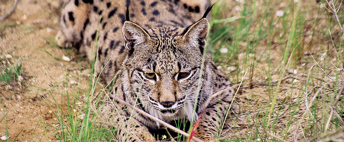 Iberische Luchse im WWF-Artenlexikon: Zahlen & Fakten