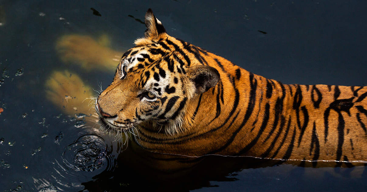 Südostasien: Was brauchen Tiger, um zu überleben? | WWF