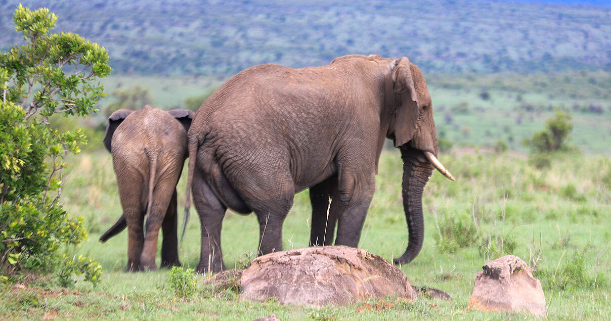 David, ein Elefant mit „doppelter Staatsbürgerschaft“