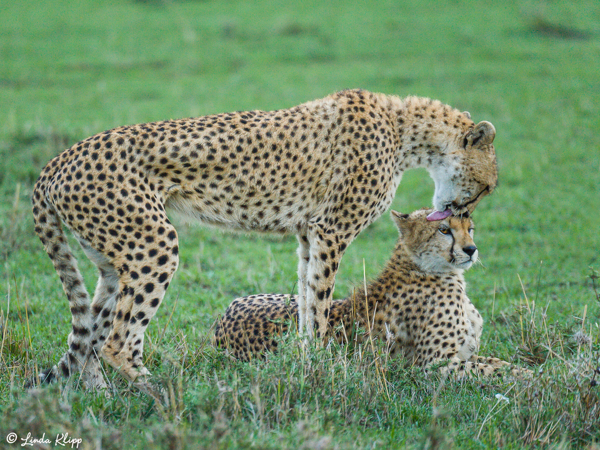 Rettung der Geparde in Namibia